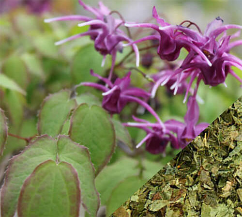 Horny Goat Weed: A Natural Medicinal Plant for Libido and Mood ...
